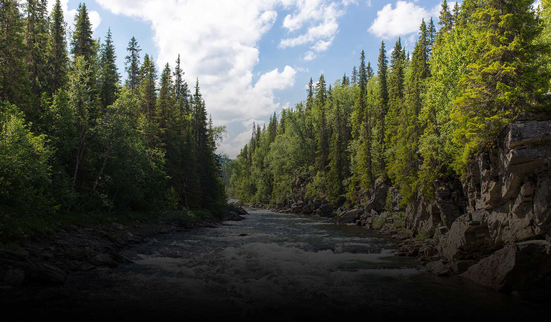 MC Forêt - Une gestion responsable de la forêt pour l'avenir!