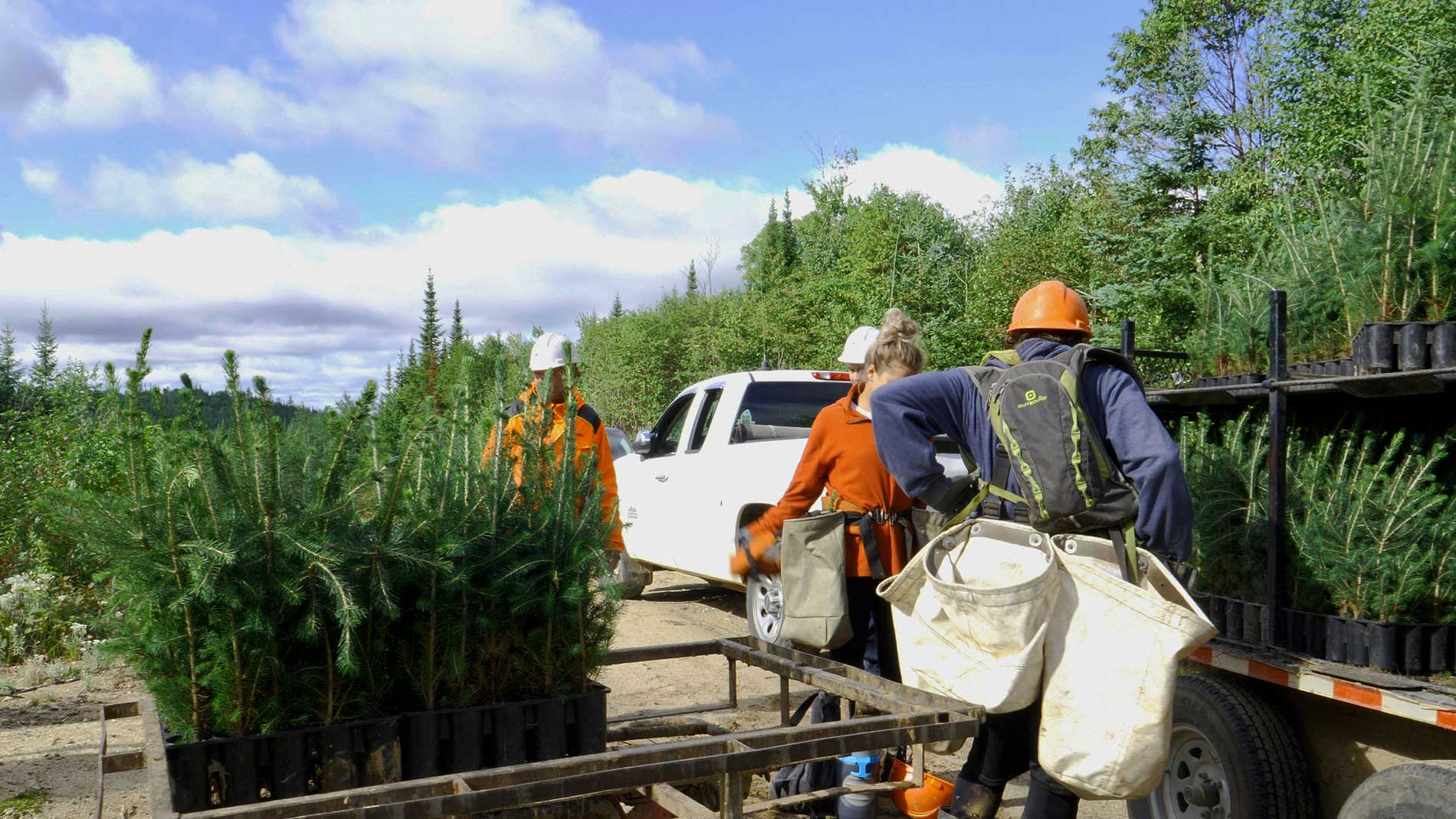Emploi en foresterie - MC Forêt - Nous embauchons!